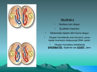 Hucre bolunmesi mitoz_ve_mayoz_bolunme(5) | PPS