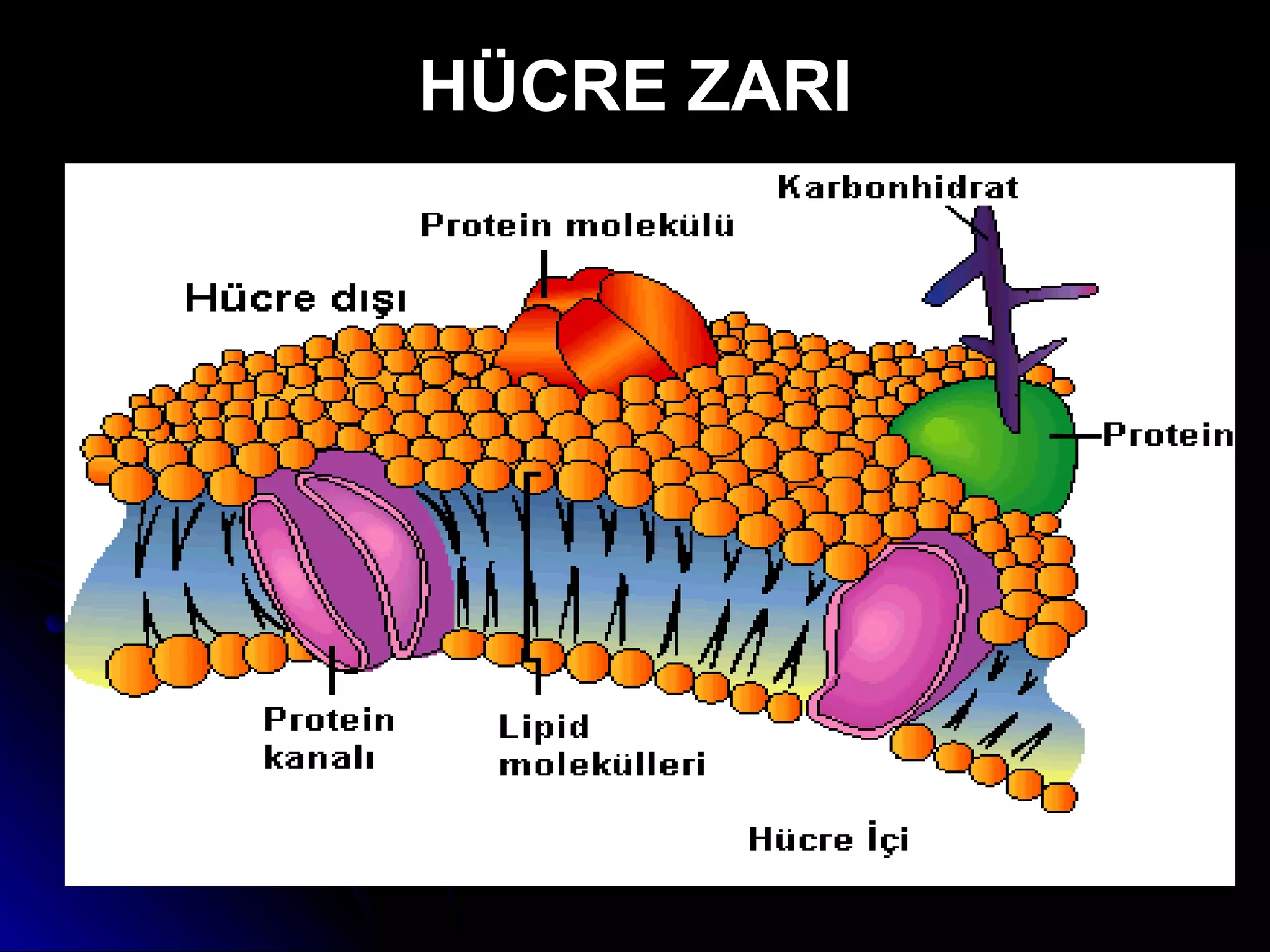 Okaryot Hucre Yapi | PPT