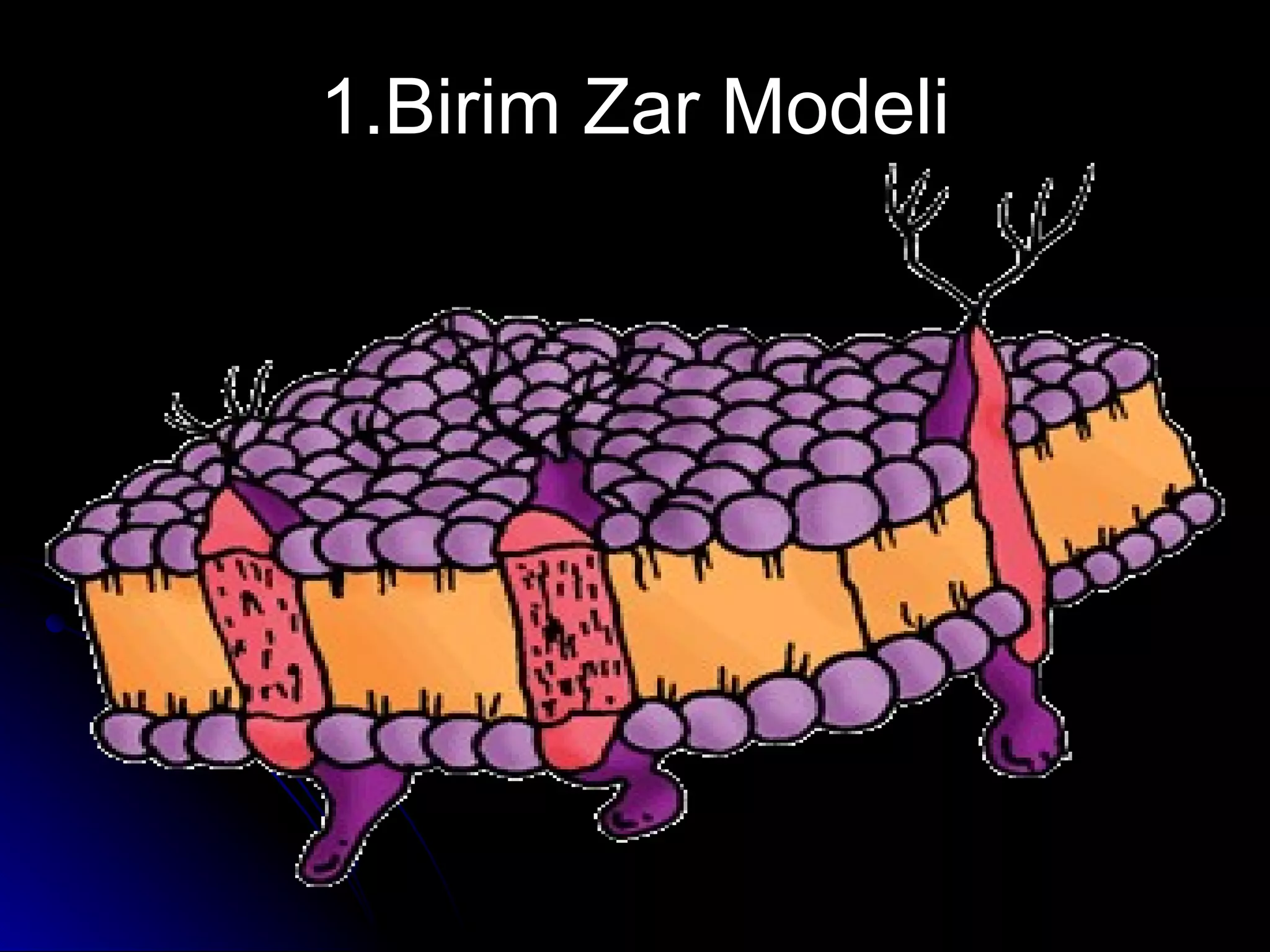 Okaryot Hucre Yapi | PPT