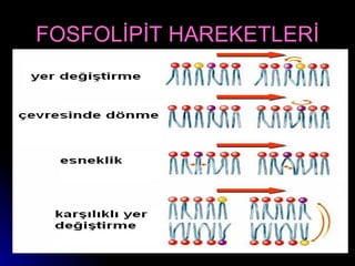 Okaryot Hucre Yapi | PPT