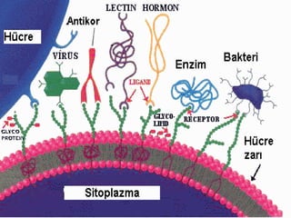 Okaryot Hucre Yapi | PPT