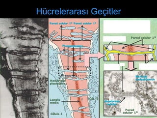 Okaryot Hucre Yapi | PPT