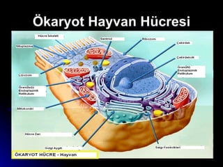 Okaryot Hucre Yapi | PPT