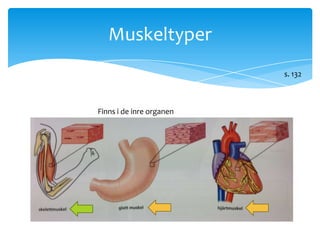 Hud muskler skelett | PPTX