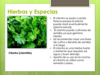 Huerto casero | PPTX