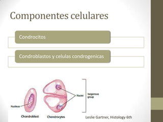 Hueso y Cartilago | PPT