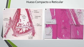 Hueso | PPTX