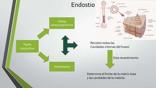 Hueso | PPTX
