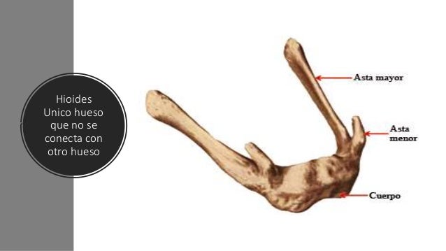 Hueso hioides