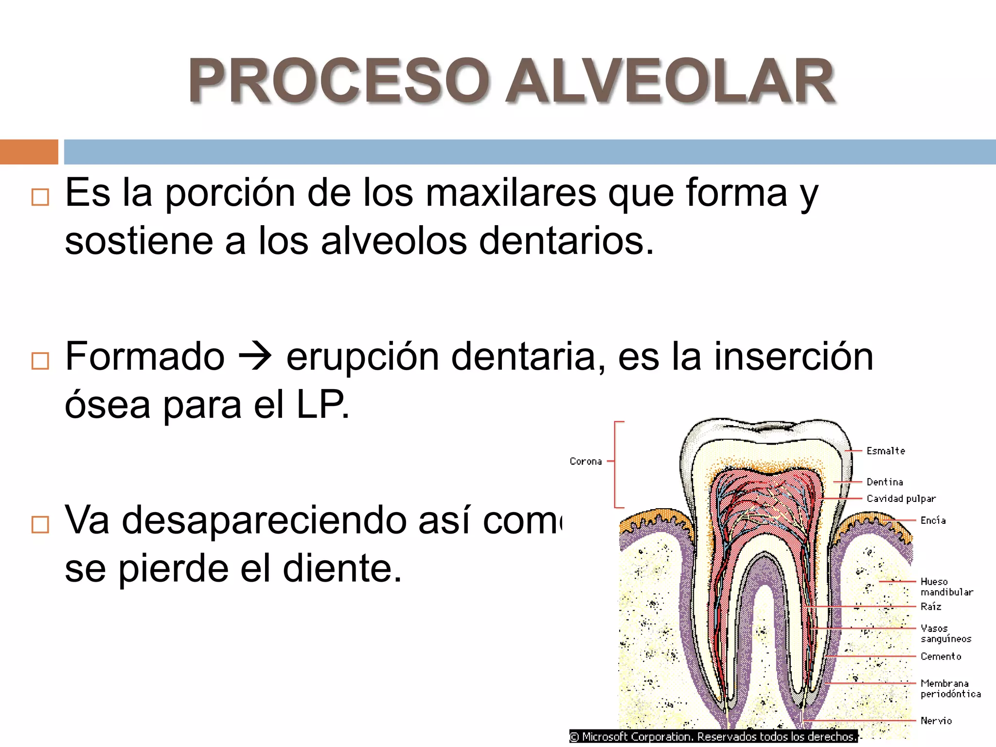 Hueso alveolar