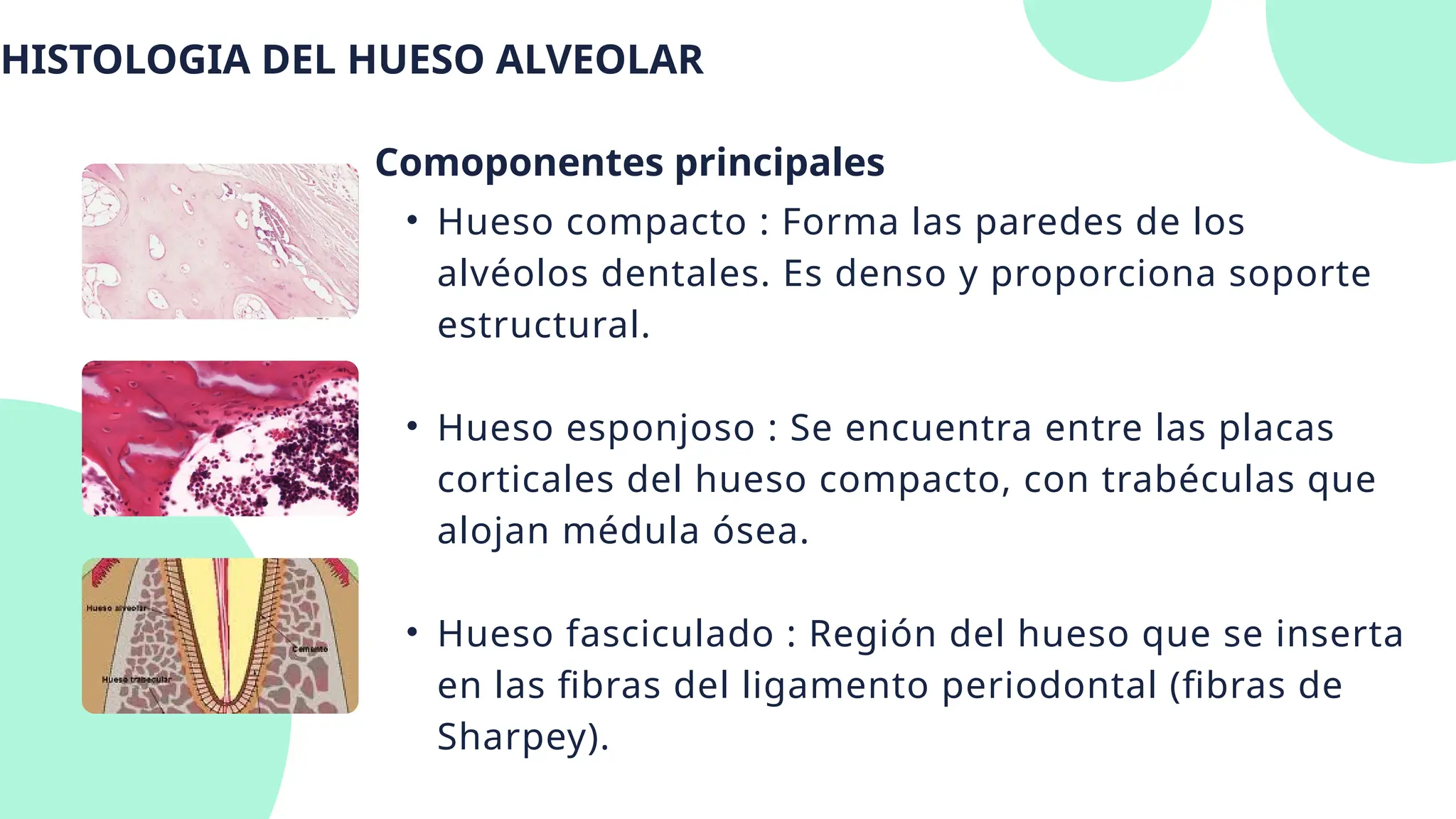 Hueso alveolar de la clase de Histología y Embriología bucodental | PPTX