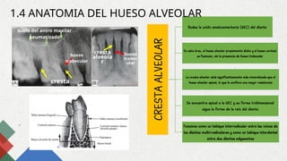 HUESO ALVEOLAR Y LIMITE APICAL TERMINADO.pptx