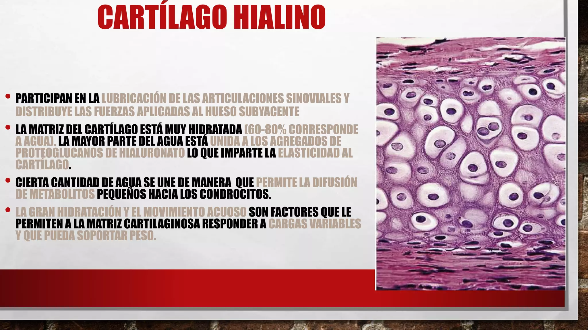 Hueso, cartilago y hematopoyetico lab | PPT