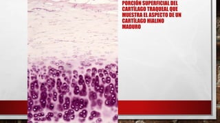 Hueso, cartilago y hematopoyetico lab | PPTX