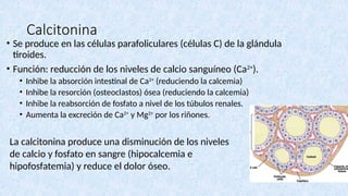 Metabolismo óseo del calcio. Fisiología de Kinesiología y Fisioterapia ...