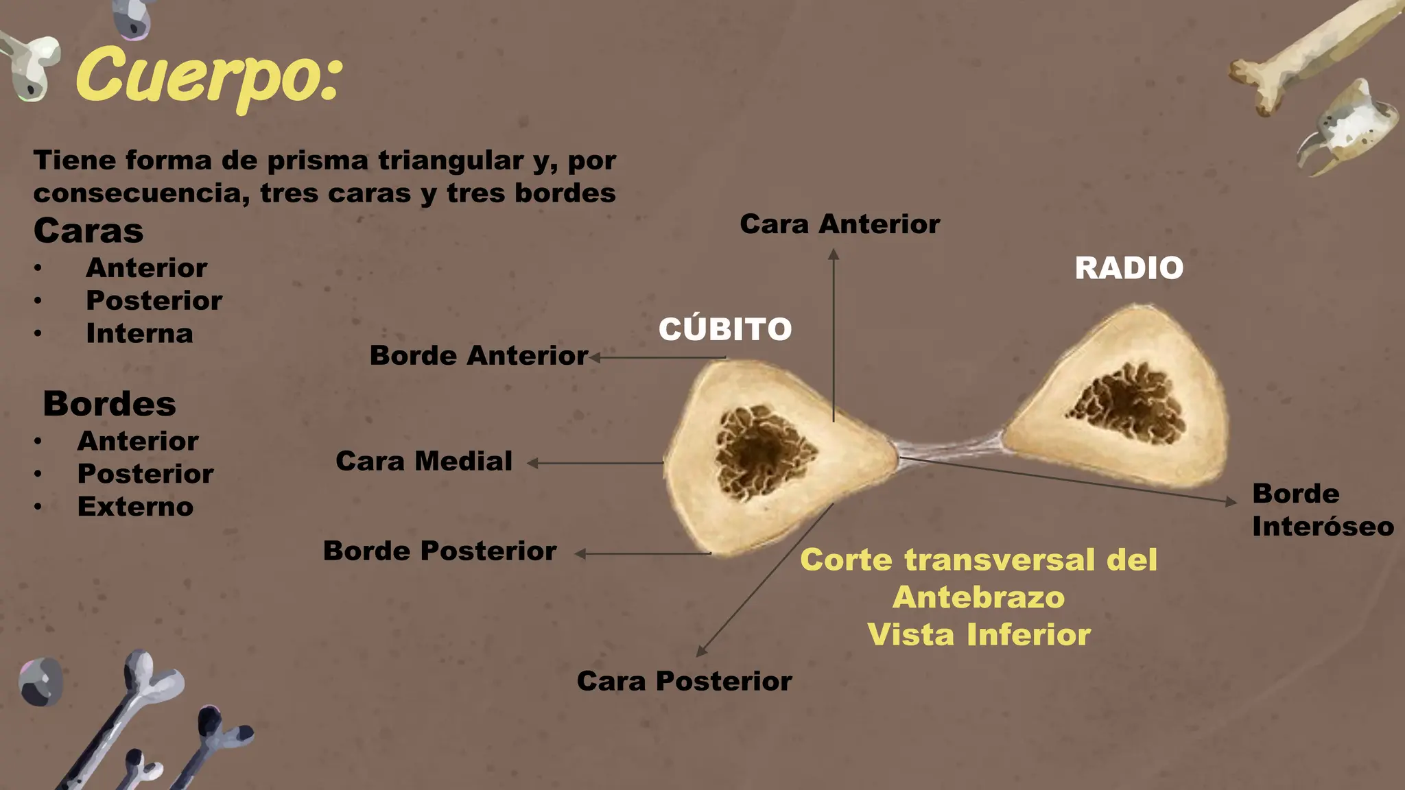 Hueso Cúbitopresentacion del Hueso Cúbito | PPT