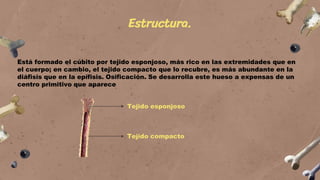 Hueso Cúbitopresentacion del Hueso Cúbito | PDF