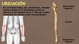 Hueso Cúbitopresentacion del Hueso Cúbito | PDF