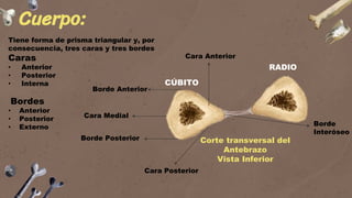 Hueso Cúbitopresentacion del Hueso Cúbito | PDF