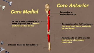 Hueso Cúbitopresentacion del Hueso Cúbito | PDF
