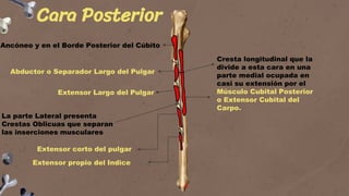 Hueso Cúbitopresentacion del Hueso Cúbito | PDF