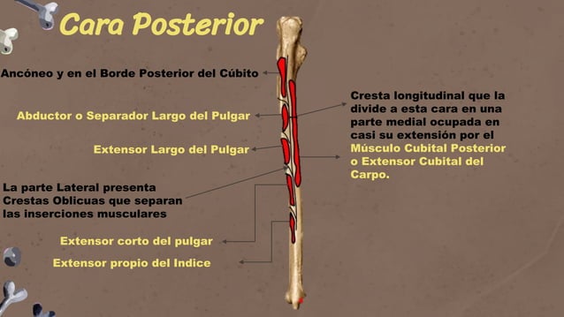 Hueso Cúbitopresentacion del Hueso Cúbito | PPT