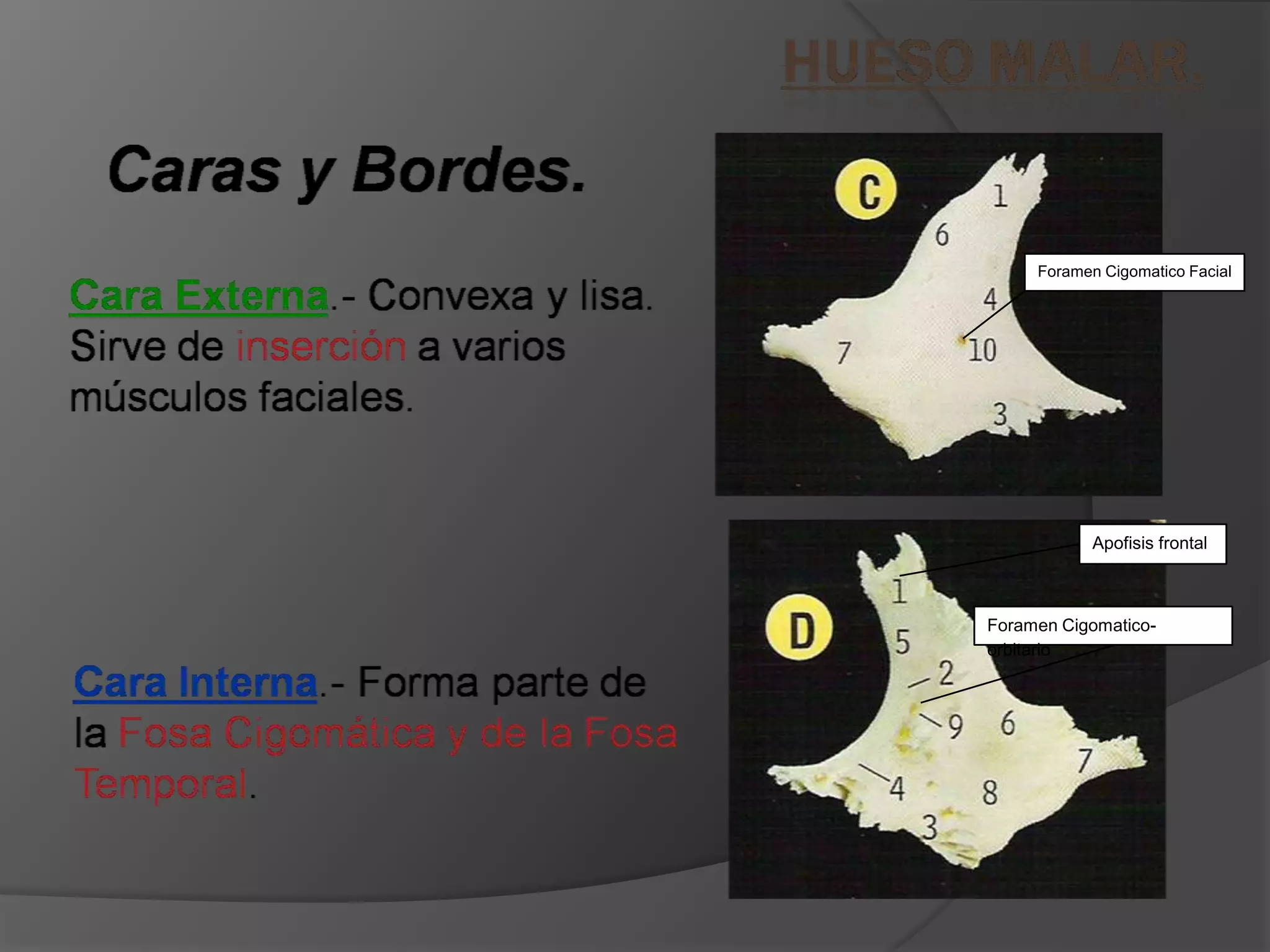 Hueso cigomatico o malar | PPTX
