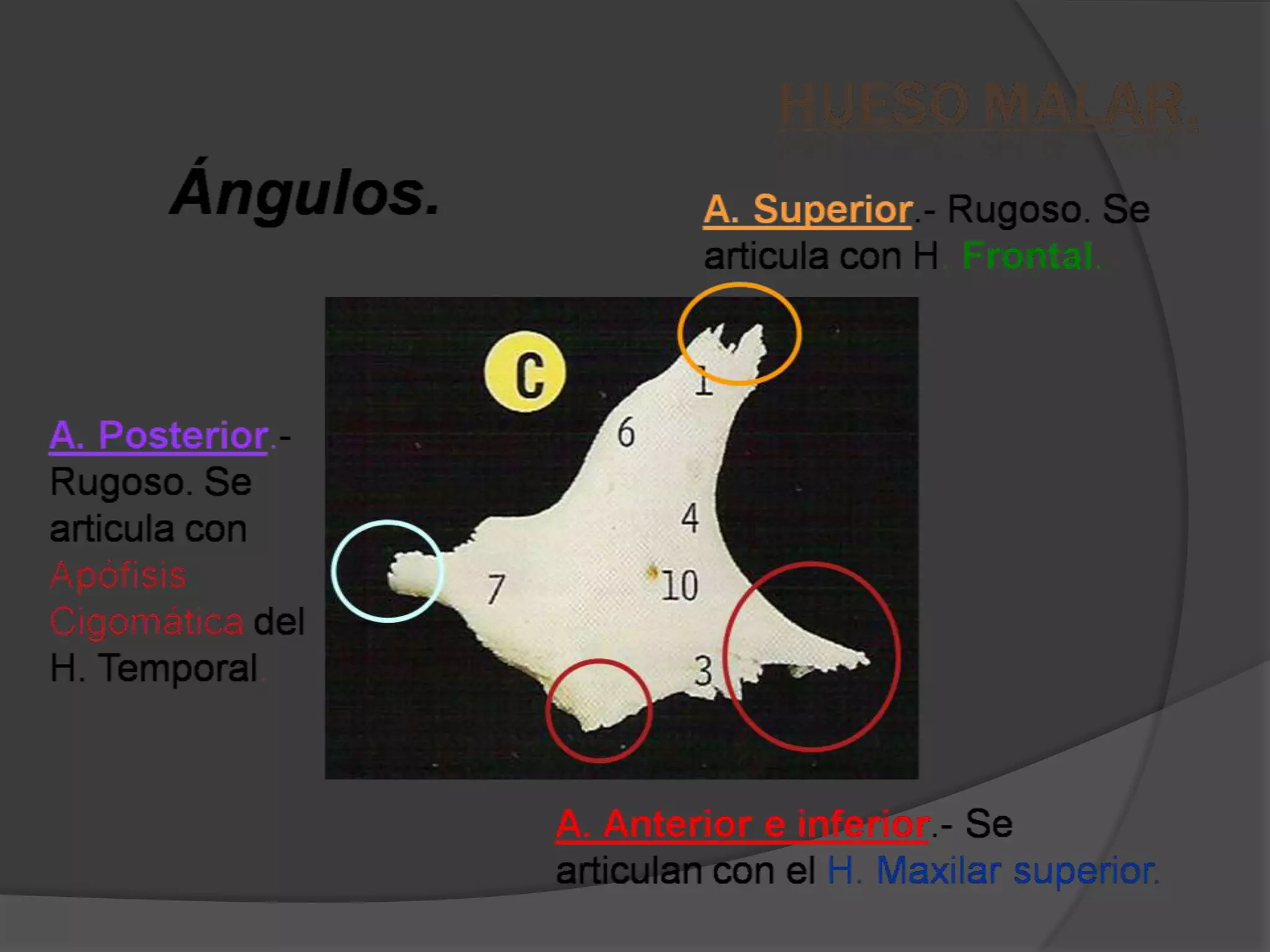 Hueso cigomatico o malar | PPTX