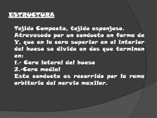 Hueso cigomatico o malar | PPTX