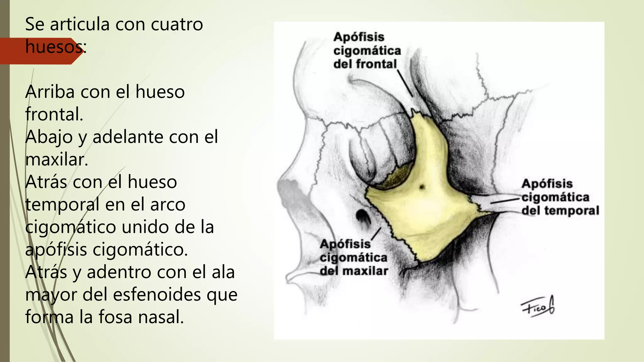 Hueso cigomático o malar | PPTX