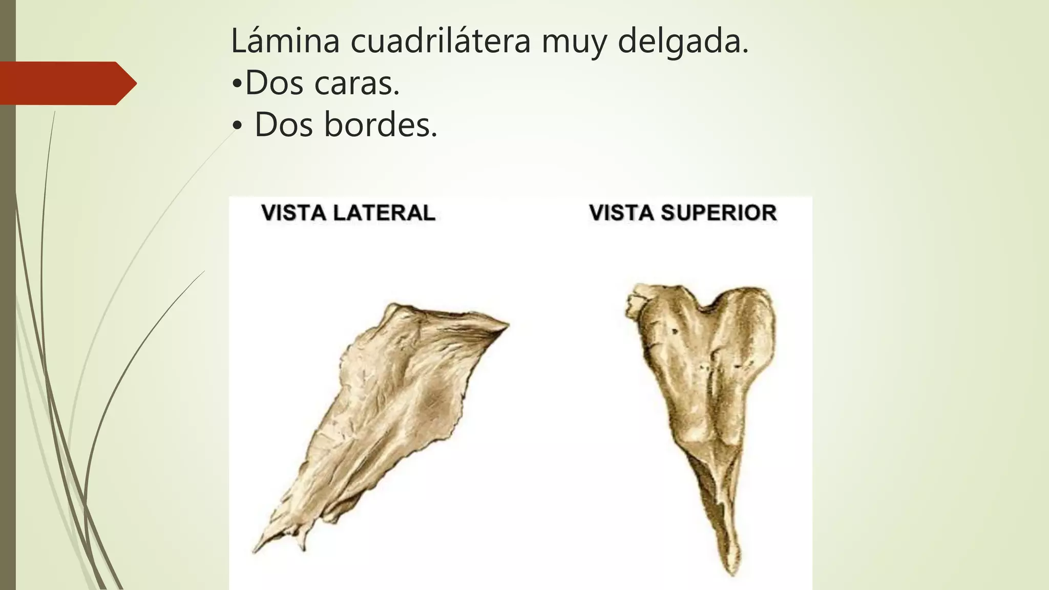 Hueso cigomático o malar | PPTX