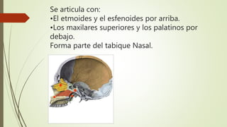 Hueso cigomático o malar | PPTX