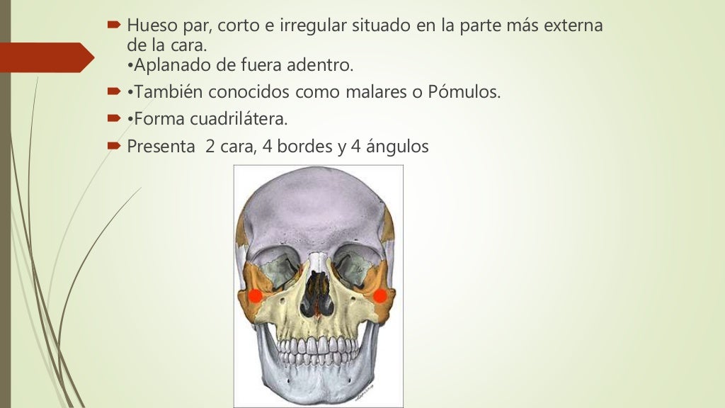 Hueso cigomático o malar