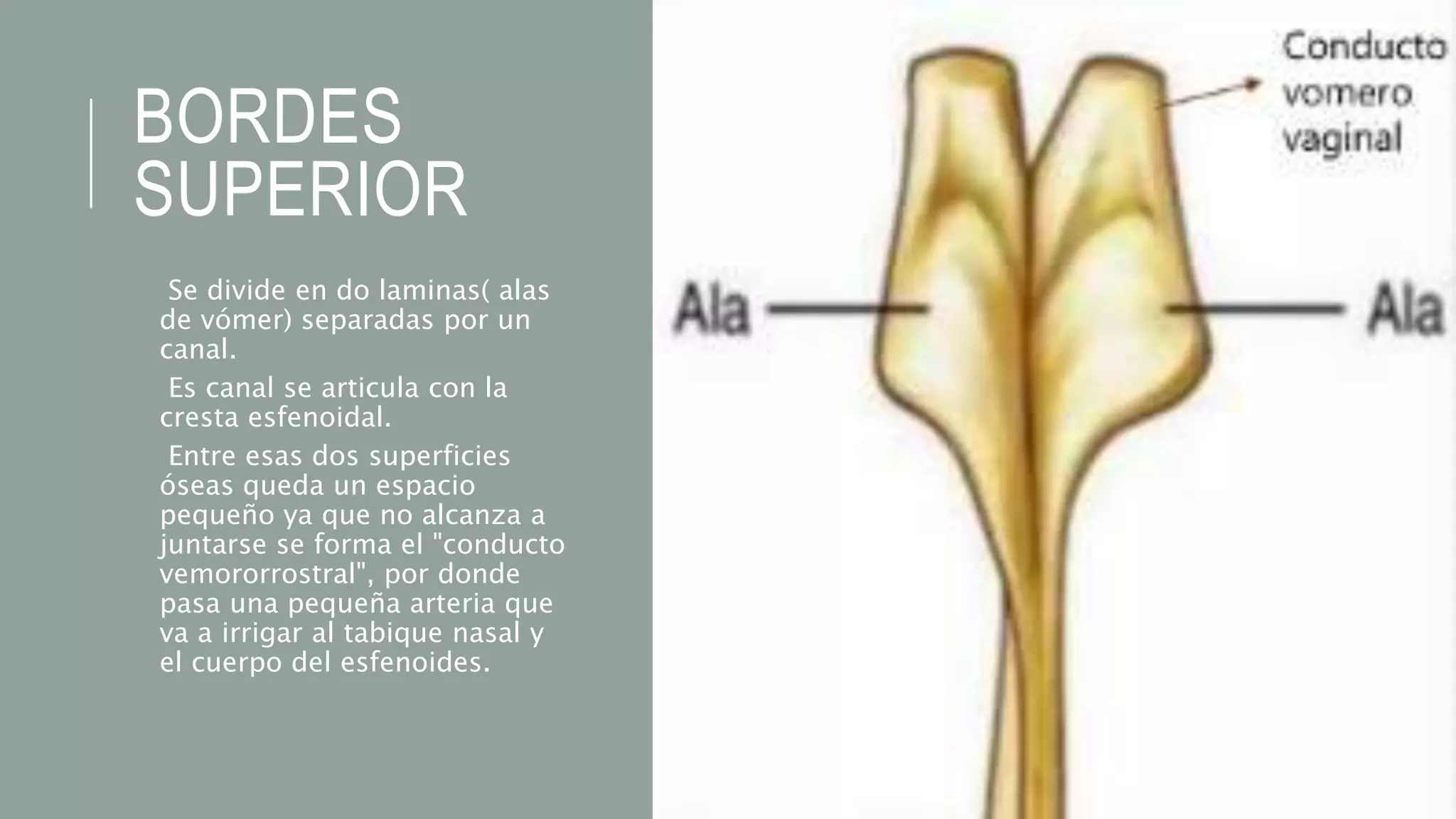 Hueso cigomático o malar.pptx