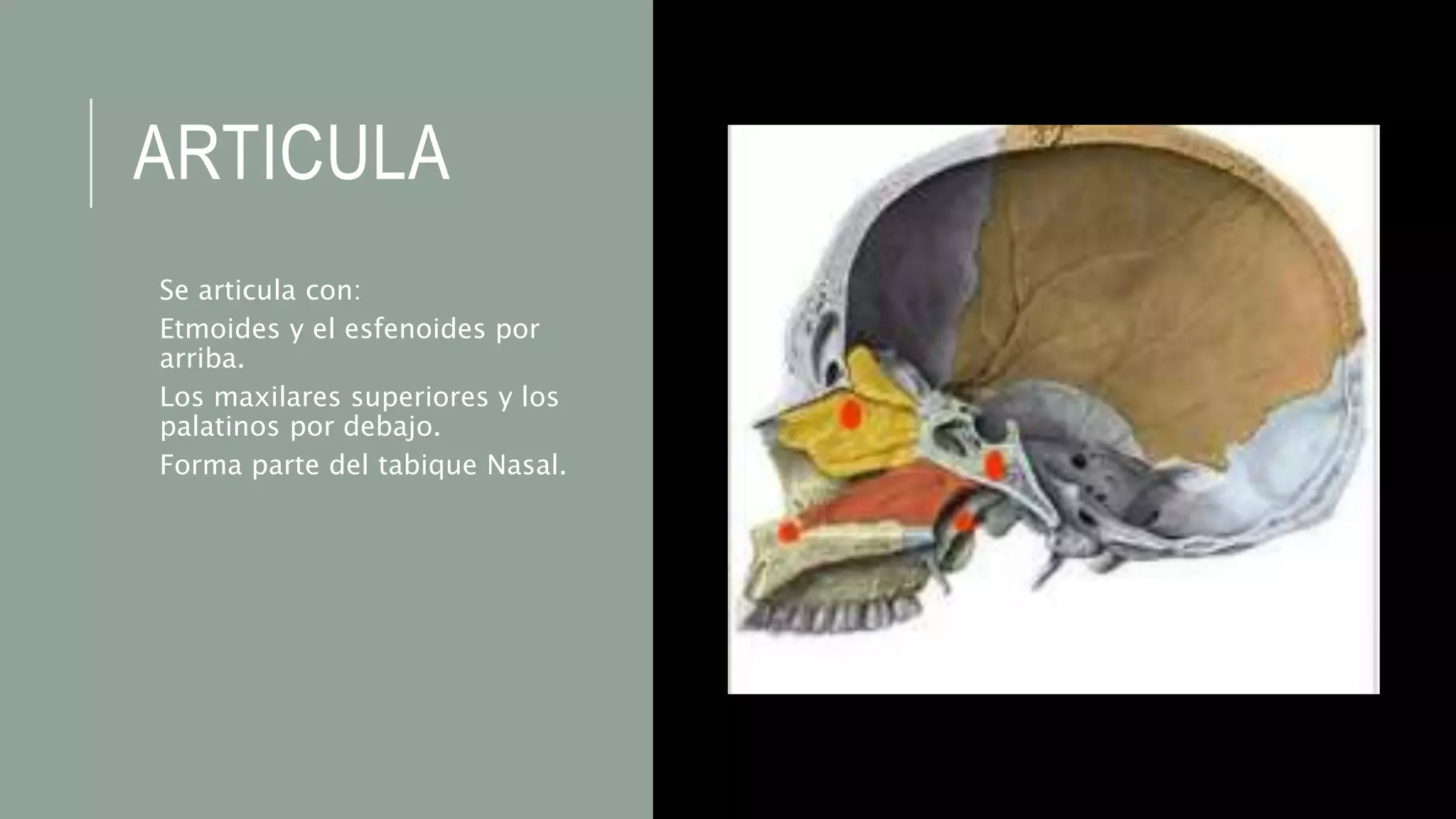 Hueso cigomático o malar.pptx