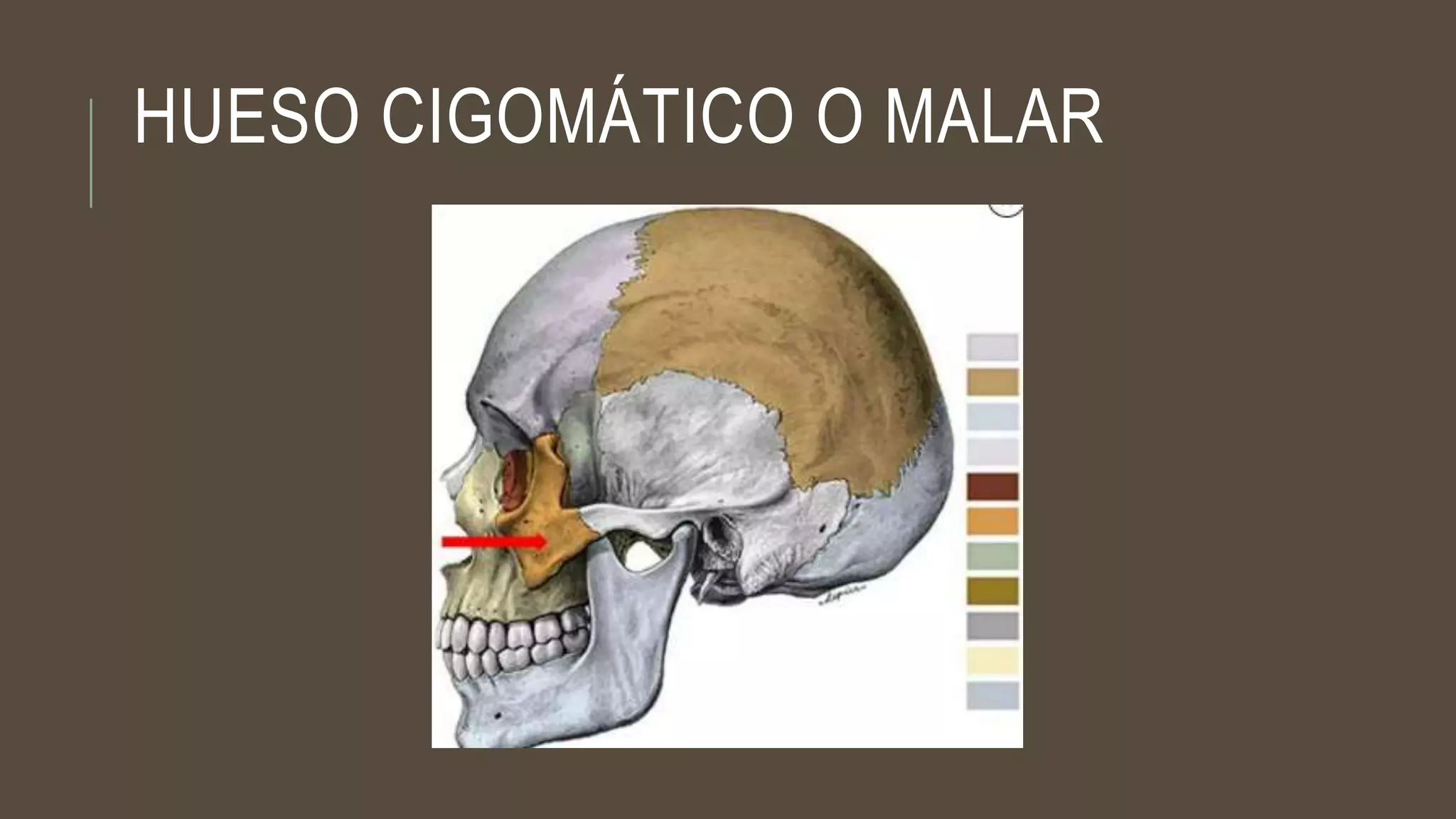Hueso cigomático o malar.pptx