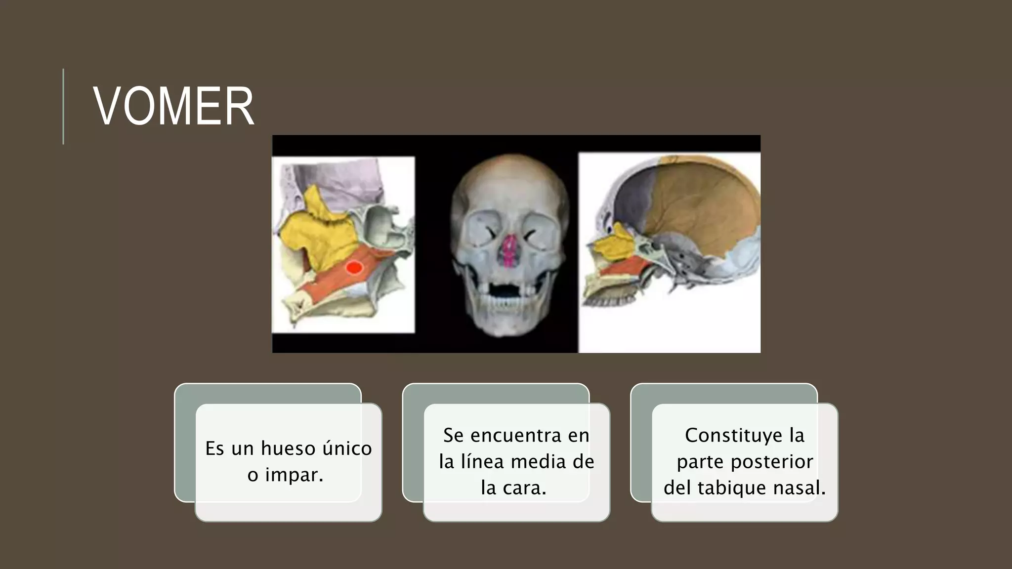Hueso cigomático o malar.pptx