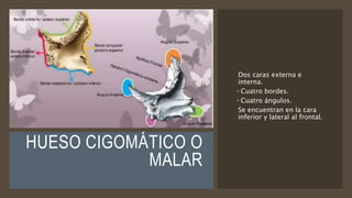 Hueso cigomático o malar.pptx