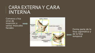 Hueso cigomático o malar.pptx