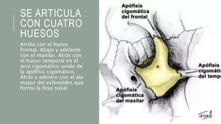 Hueso cigomático o malar.pptx