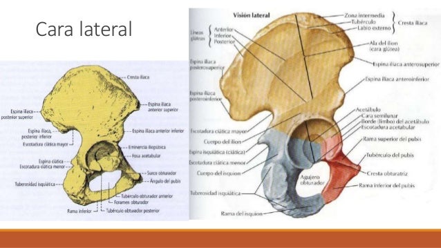 HUESO COXAL (665-668)