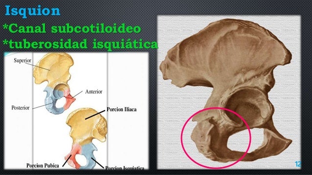ANATOMIA DE HUESO COXAL