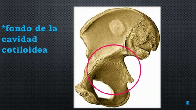 ANATOMIA DE HUESO COXAL