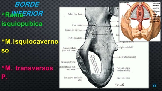 ANATOMIA DE HUESO COXAL