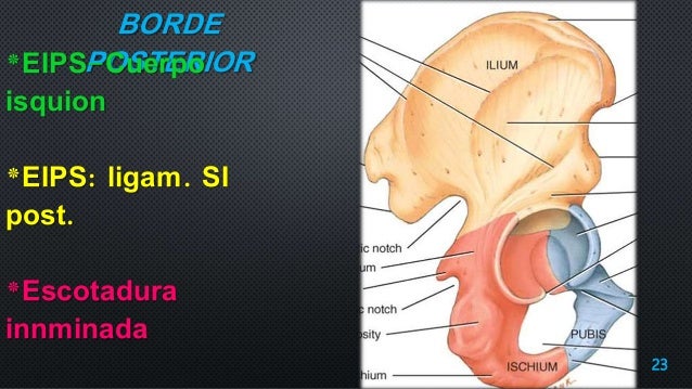 ANATOMIA DE HUESO COXAL