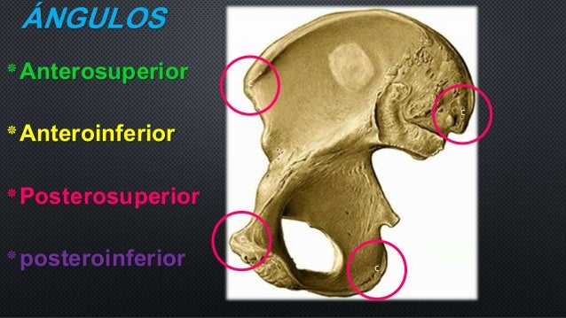 ANATOMIA DE HUESO COXAL