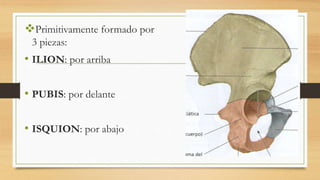 PELVIS-HUESO_COXAL.pptx