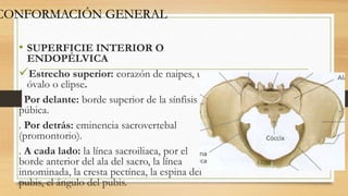 PELVIS-HUESO_COXAL.pptx
