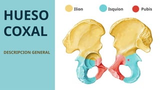 Osteologia - Anatomia Hueso Coxal. . | PPTX