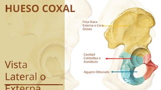 Osteologia - Anatomia Hueso Coxal. . | PPTX